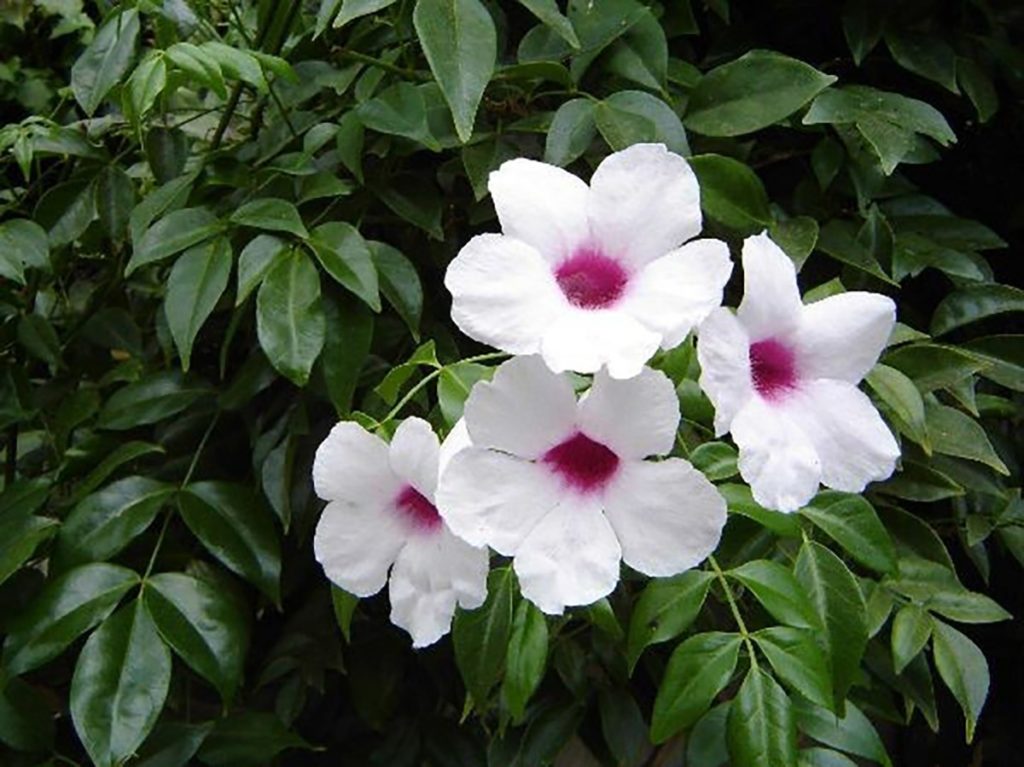 Pandorea Jasminoides 🌸 - Como cuidar, plantar, 22 Fotos lindas
