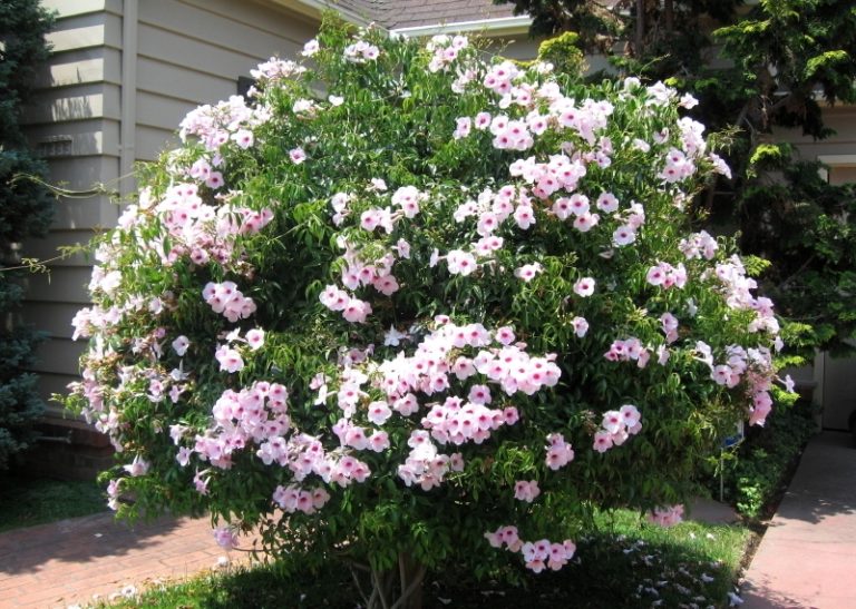Pandorea Jasminoides 🌸 - Como cuidar, plantar, 22 Fotos lindas