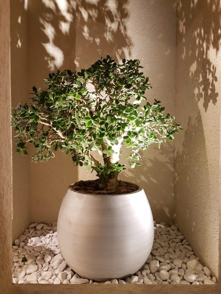 Plantas para vaso - 35 Ideias, vaso grandes e pequenos