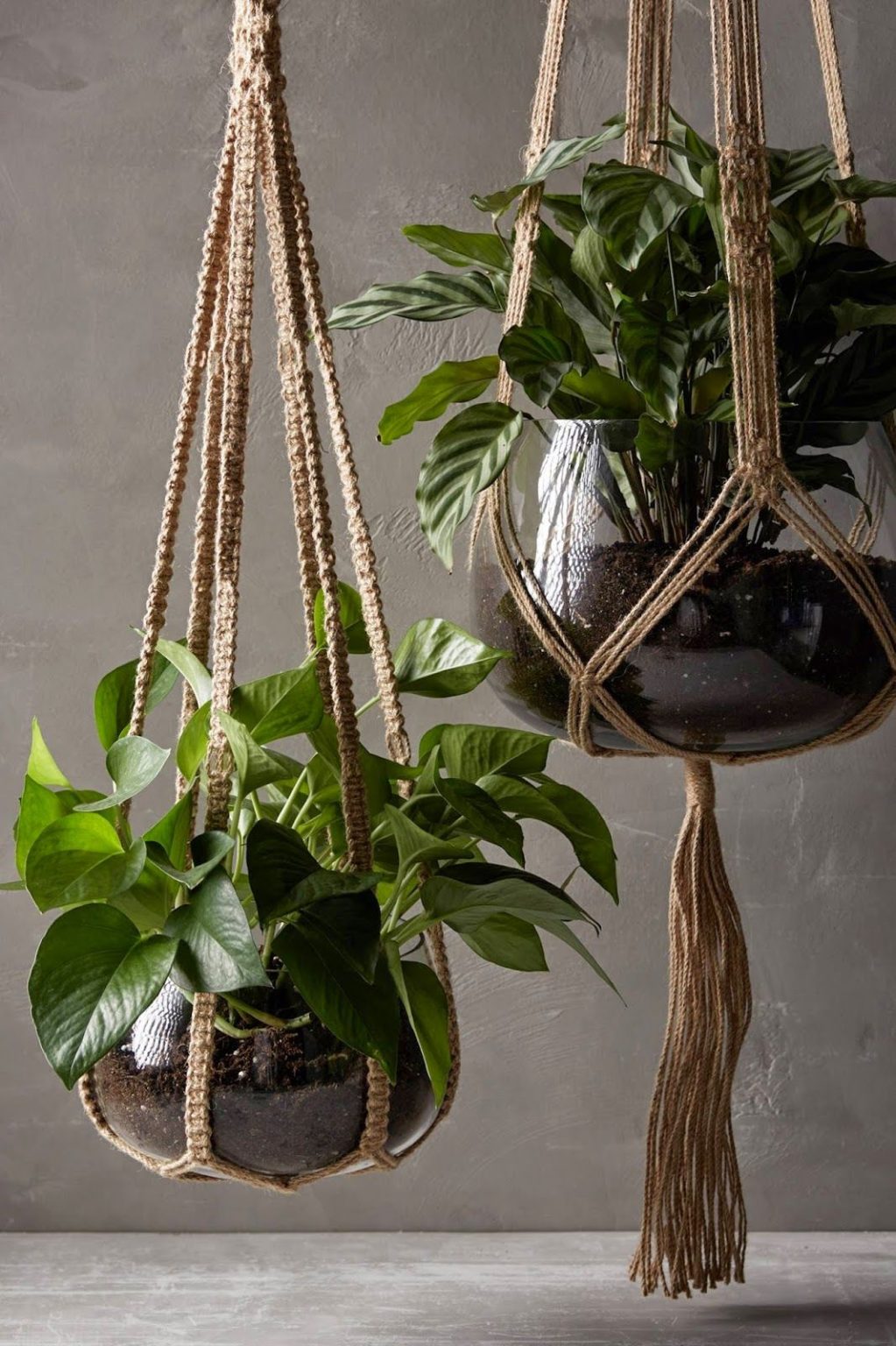 Plantas para vaso - 35 Ideias, vaso grandes e pequenos