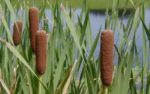 Taboa planta aquática: características e como cultivar