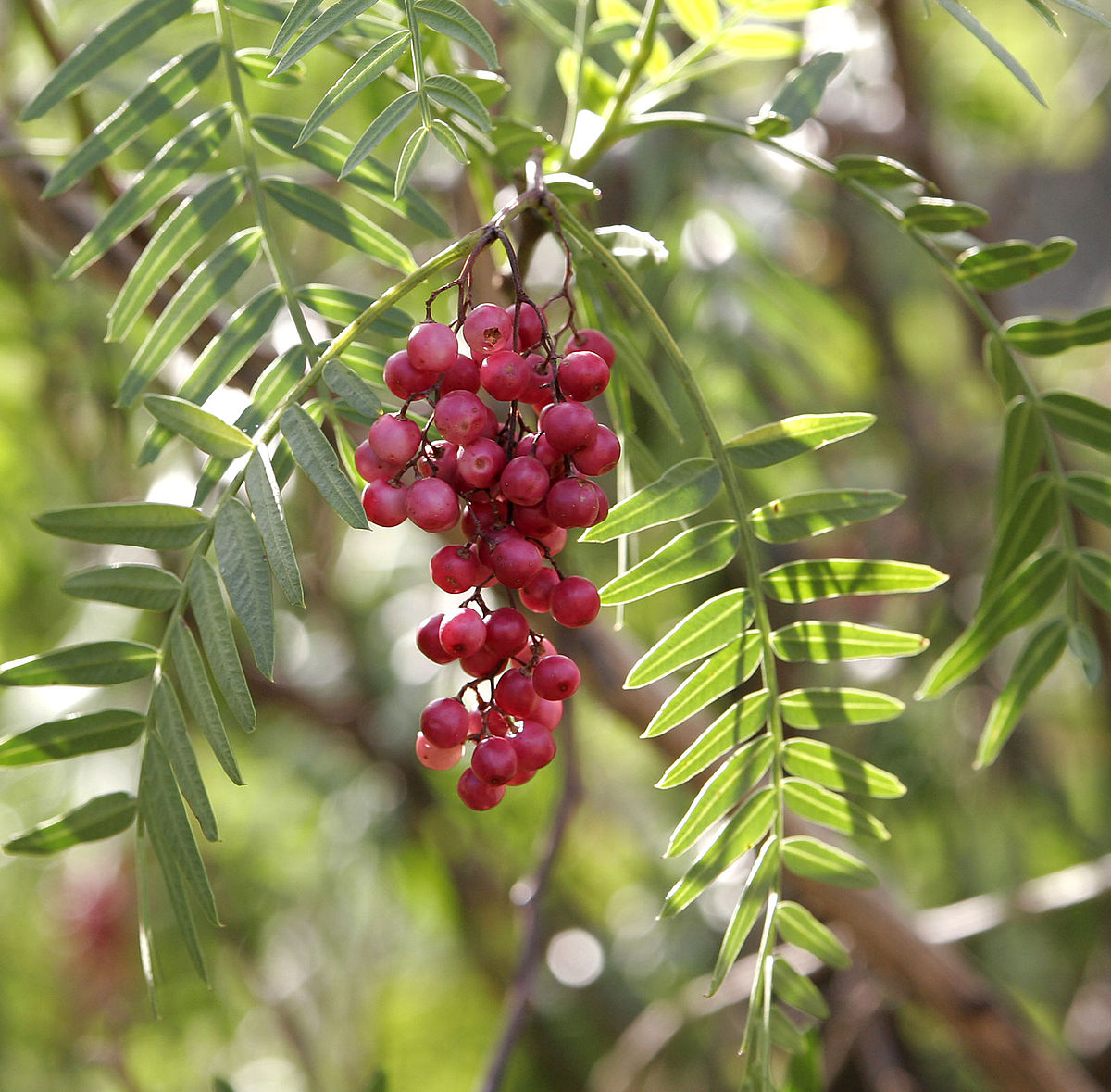 Aroeira salsa: fotos e como cultivar (Schinus molle) 2026