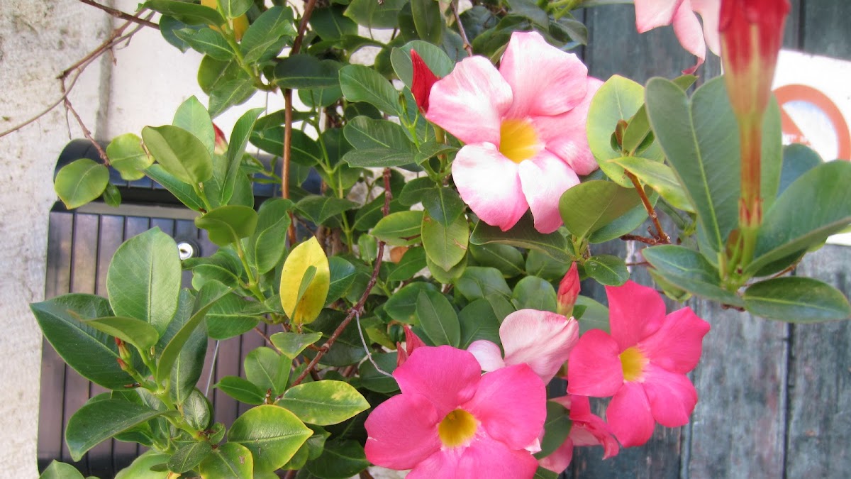 Dipladênia: como cuidar (Mandevilla splendens) 2026