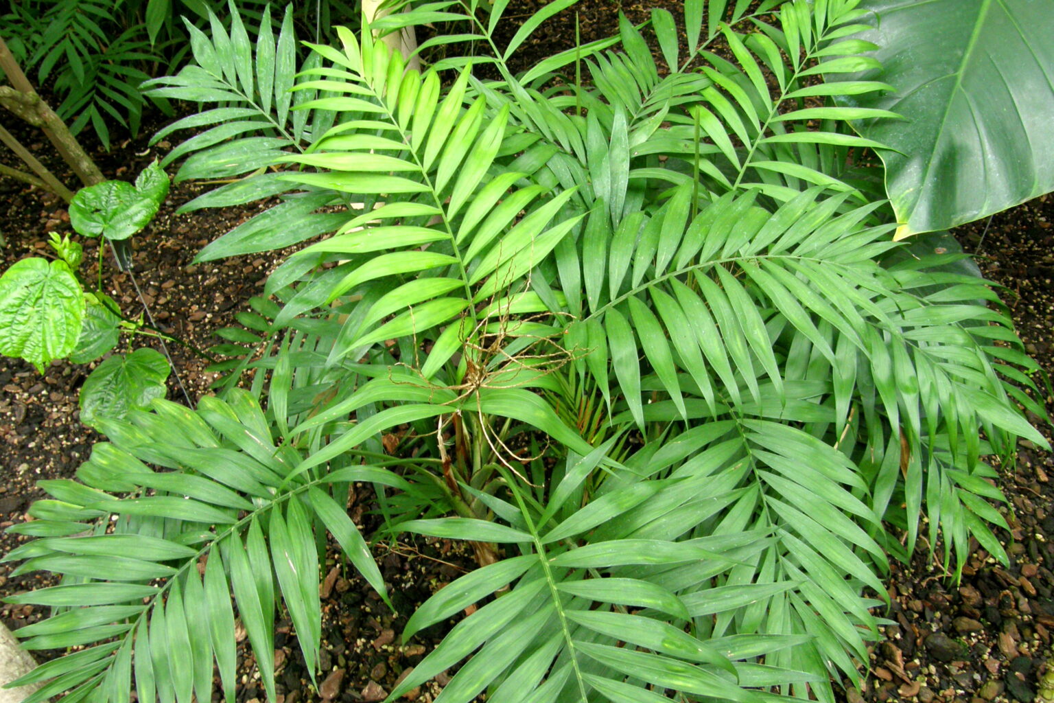 Palmeira 🌴 Saiba tudo, tipos, espécies e como cultivar 2026