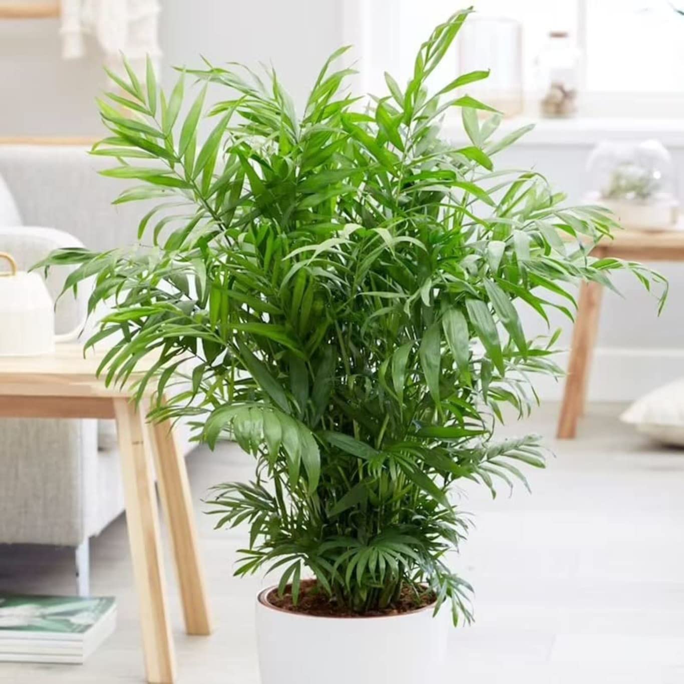 Camedórea elegante: características (Chamaedorea elegans)