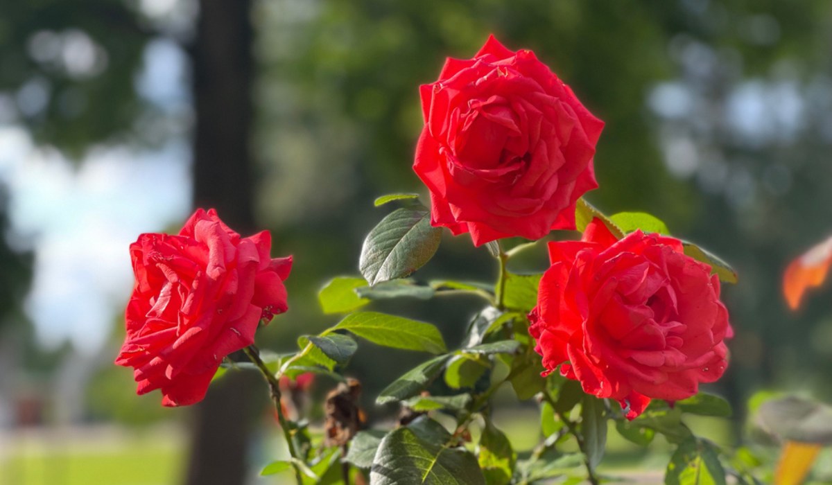 Mini rosa: características, cuidados e cultivo (Rosa chinensis) 2026