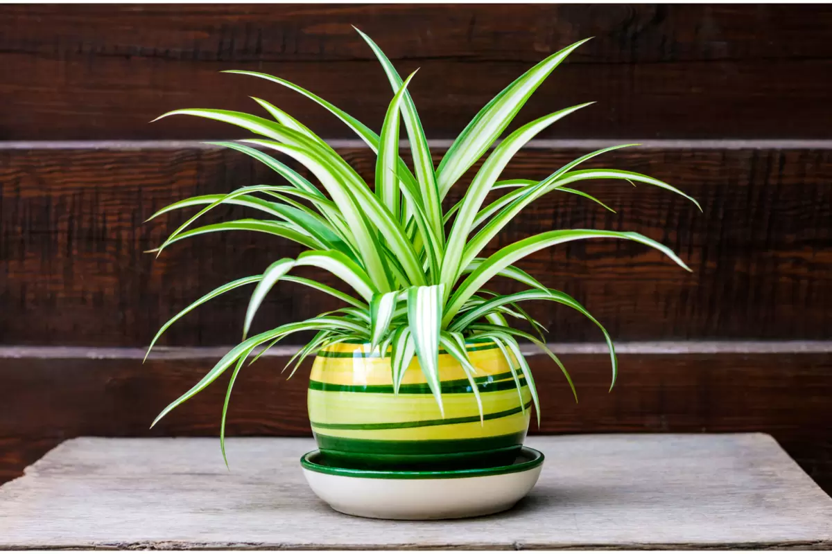 Clorofito: características e cultivo (Chlorophytum comosum) 2026