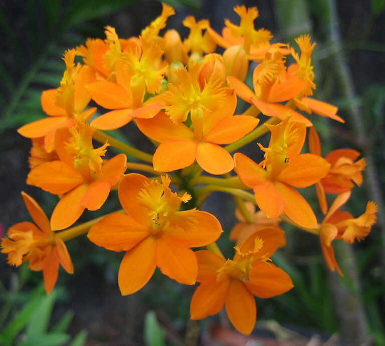 Epidendrum: características, tipos e cultivo passo a passo 2026