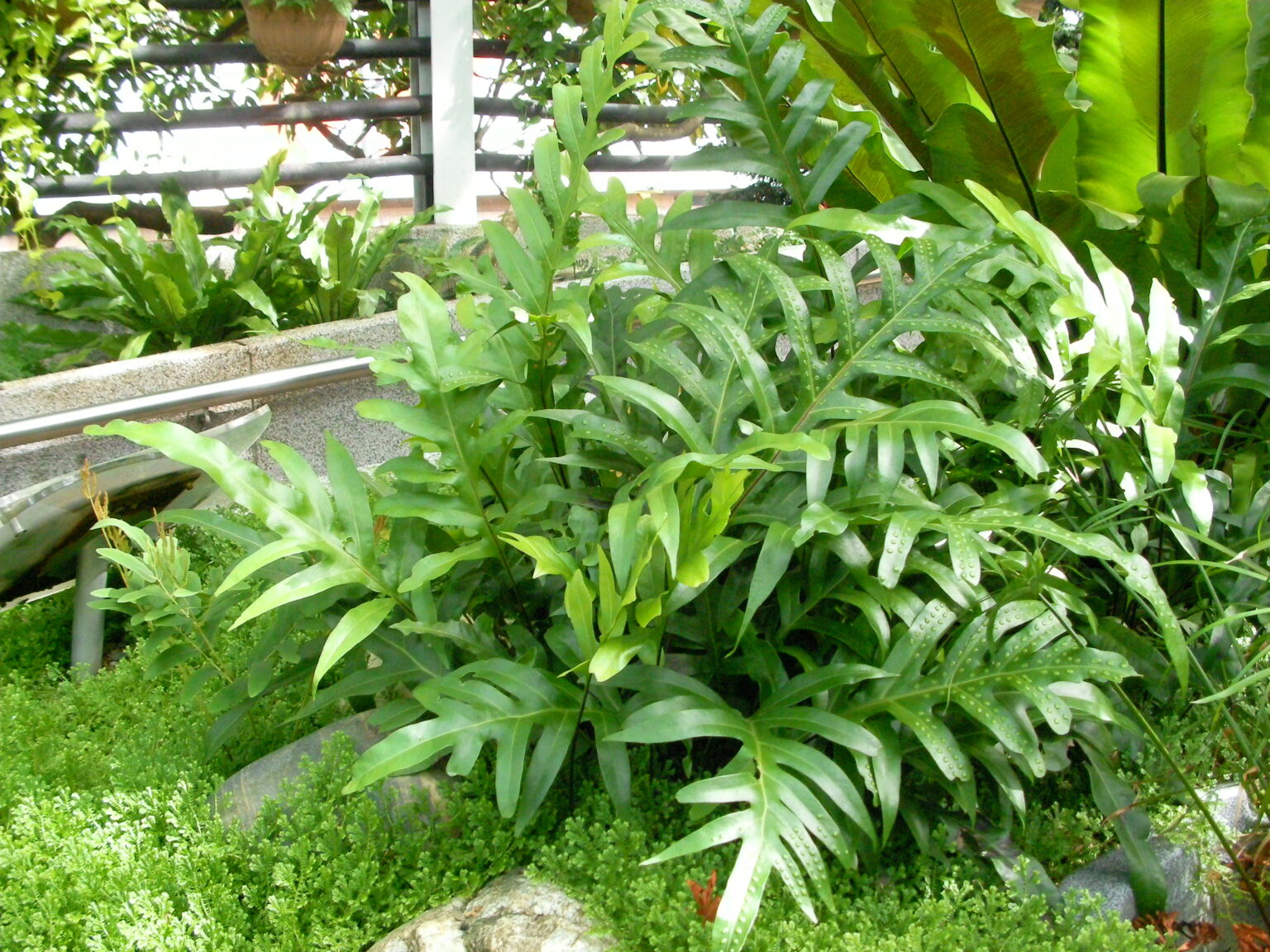 Samambaia Jamaica: características e como cultivar 2026