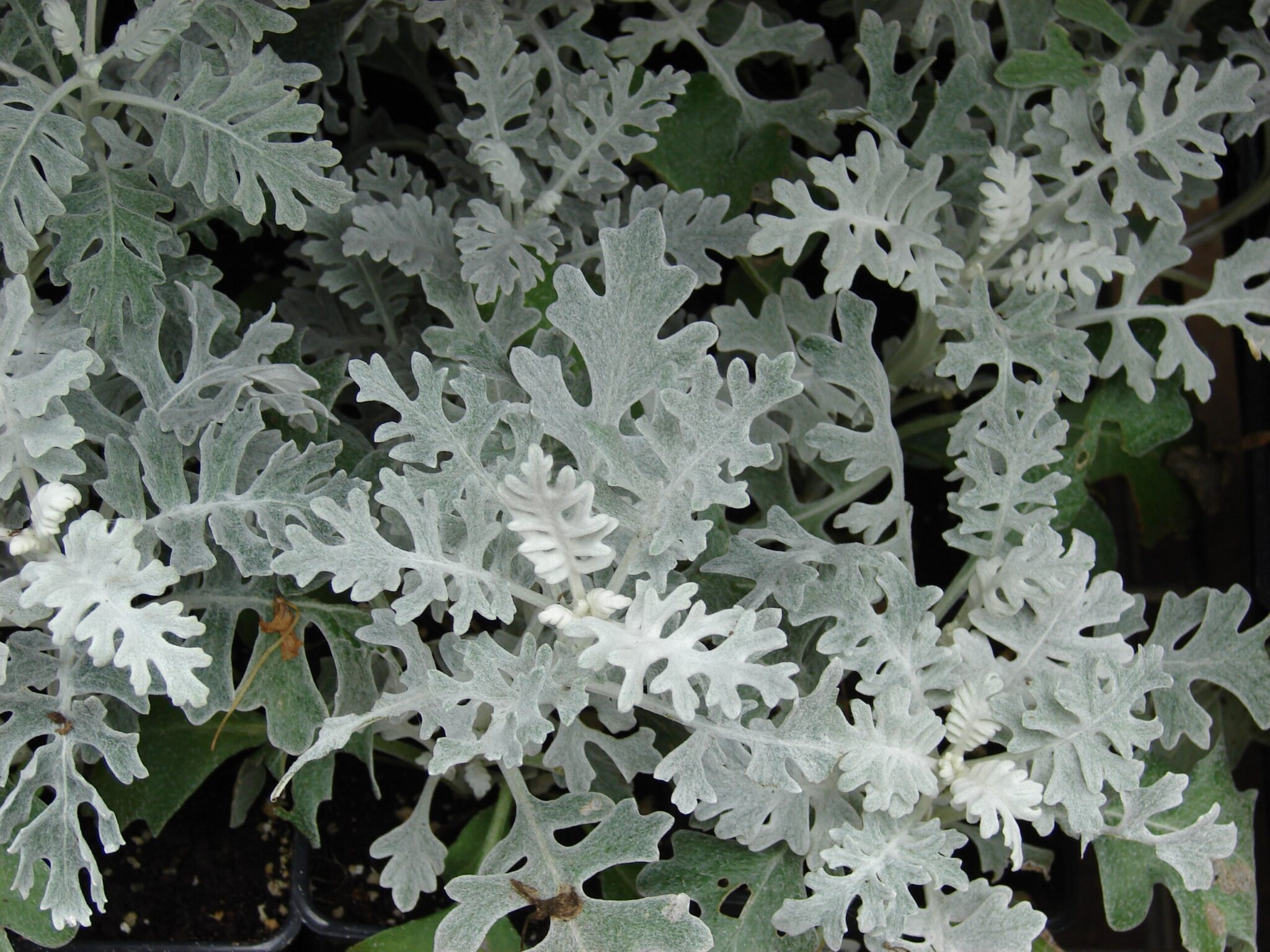 Cinerária: características e cultivo (Senecio douglasii) 2026