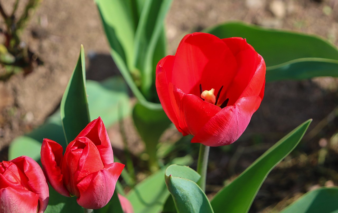 Tulipa Gesneriana: cuidados e como cultivar passo a passo 2026