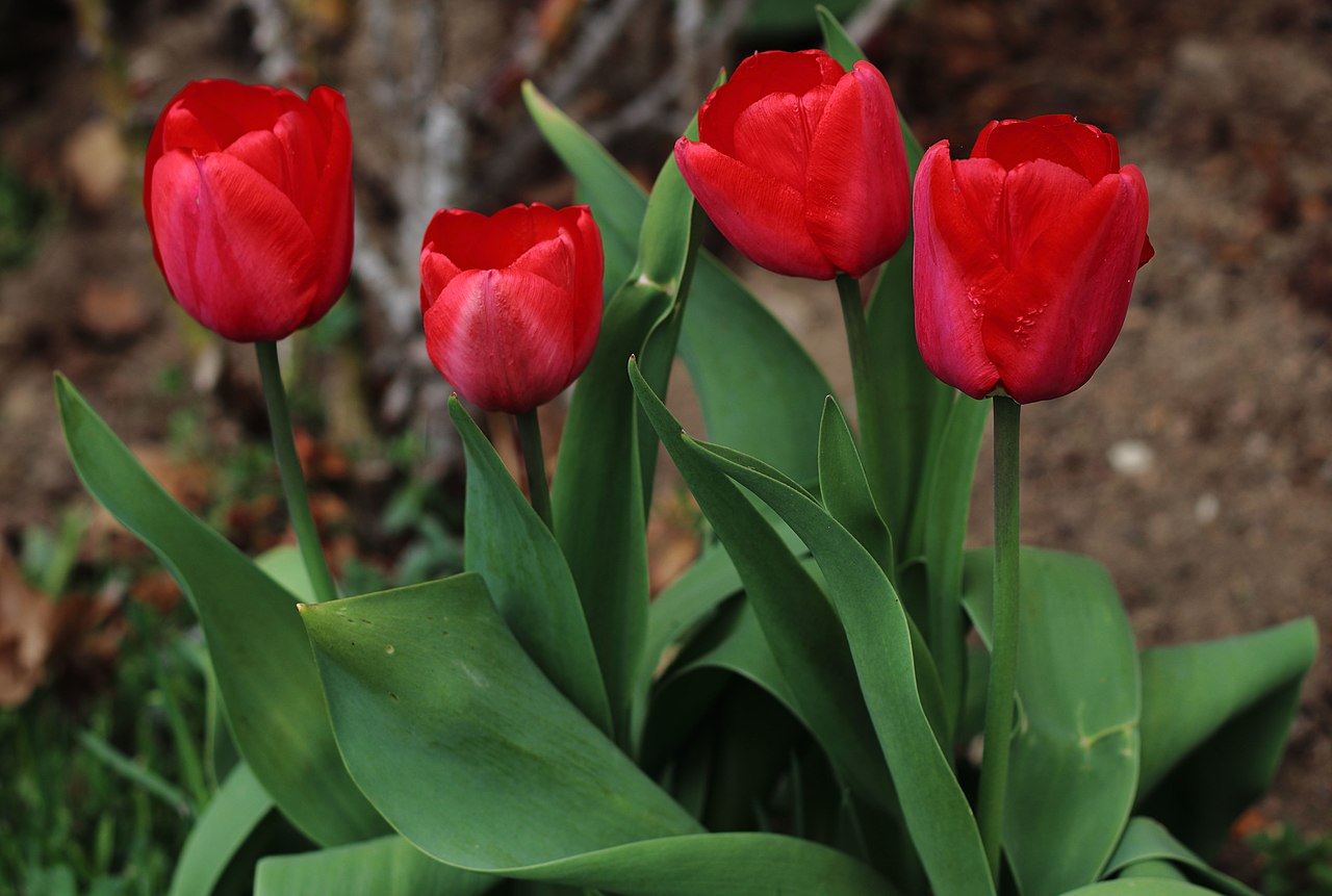 Tulipa Gesneriana: cuidados e como cultivar passo a passo 2026