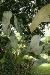 Maranta charuto: dicas, fotos e cultivo (Calathea lutea) 2026