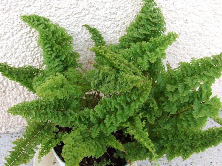 Samambaia Americana: Tudo sobre (Nephrolepis exaltata) 2026