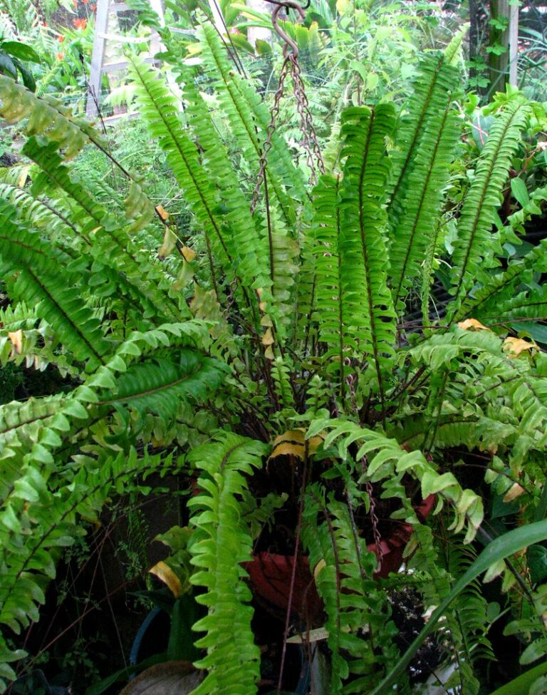 Samambaia Americana: Tudo sobre (Nephrolepis exaltata) 2026