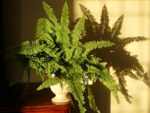Samambaia Americana: Tudo sobre (Nephrolepis exaltata) 2026