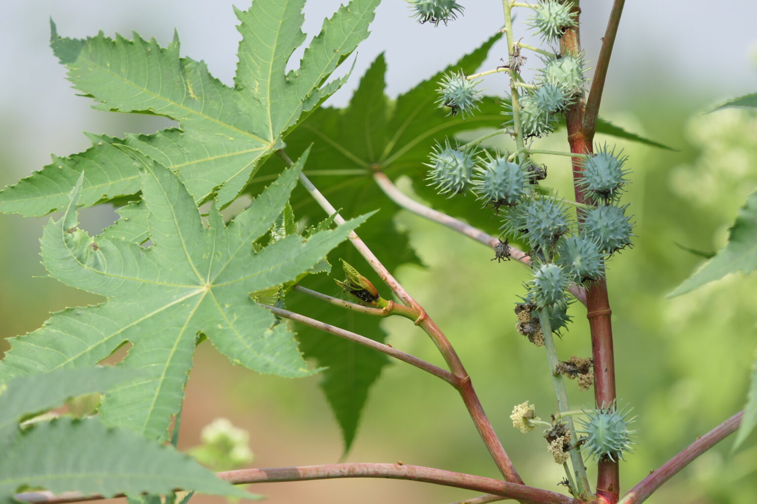 Mamona: Tudo sobre a planta (Ricinus communis L.) 2026