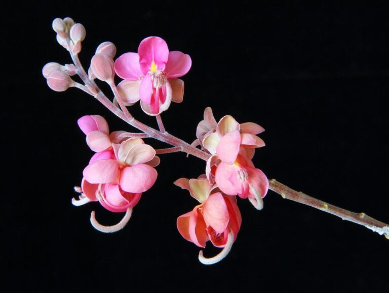Acácia Rosa: Tudo sobre a árvore (Cassia grandis) 2026