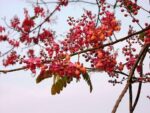 Acácia Rosa: Tudo sobre a árvore (Cassia grandis) 2026