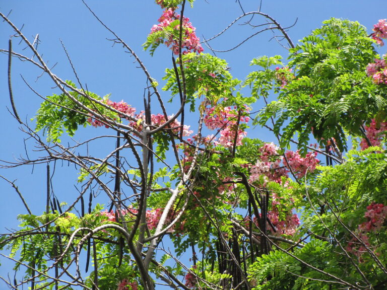 Acácia Rosa: Tudo sobre a árvore (Cassia grandis) 2026