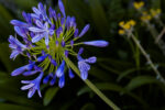 30 Flores azuis naturais com nomes e fotos 2026