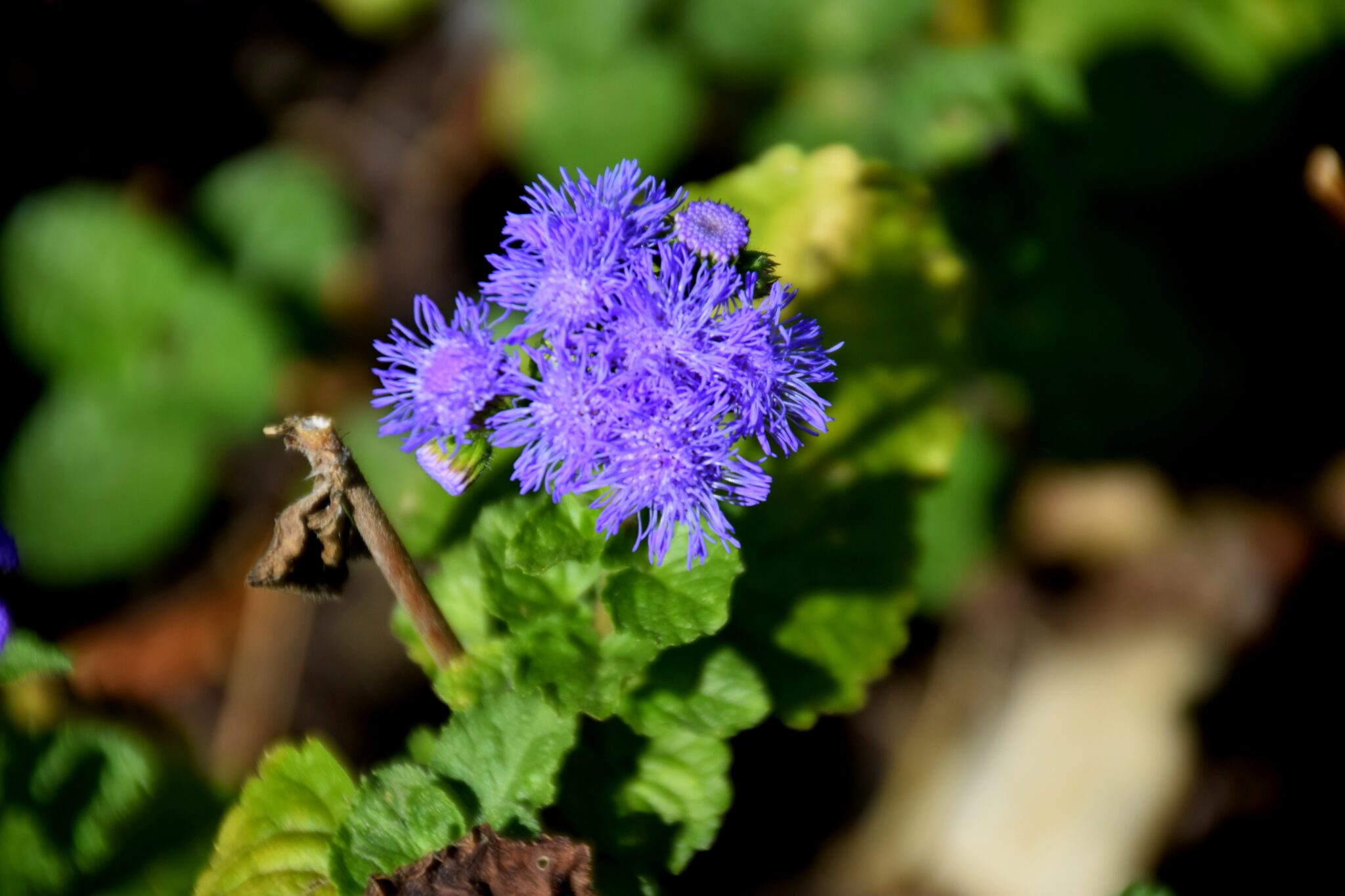 30 Flores azuis naturais com nomes e fotos 2026