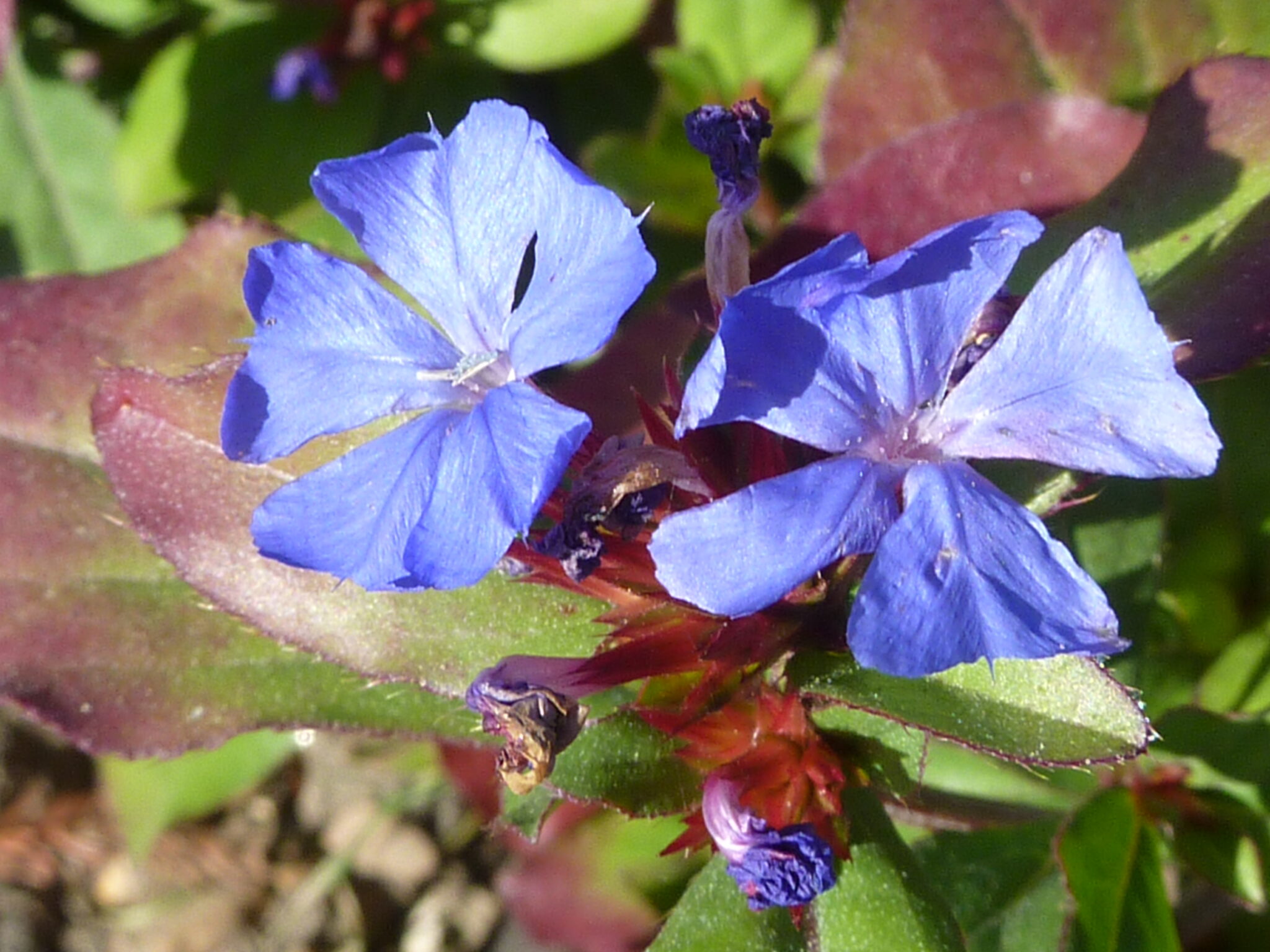 30 Flores azuis naturais com nomes e fotos 2026