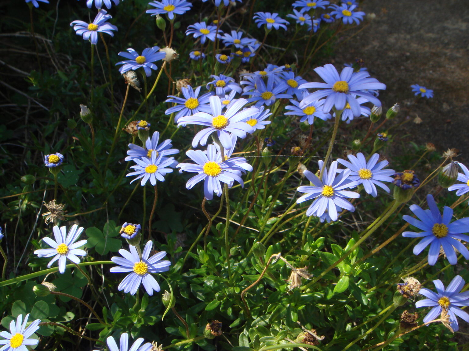 30 Flores azuis naturais com nomes e fotos 2026