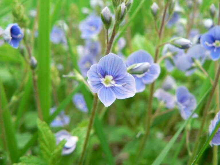 30 Flores azuis naturais com nomes e fotos 2026