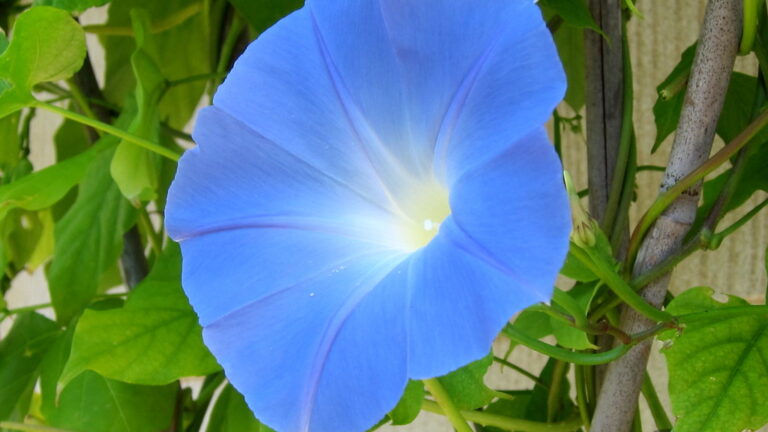 30 Flores azuis naturais com nomes e fotos 2026