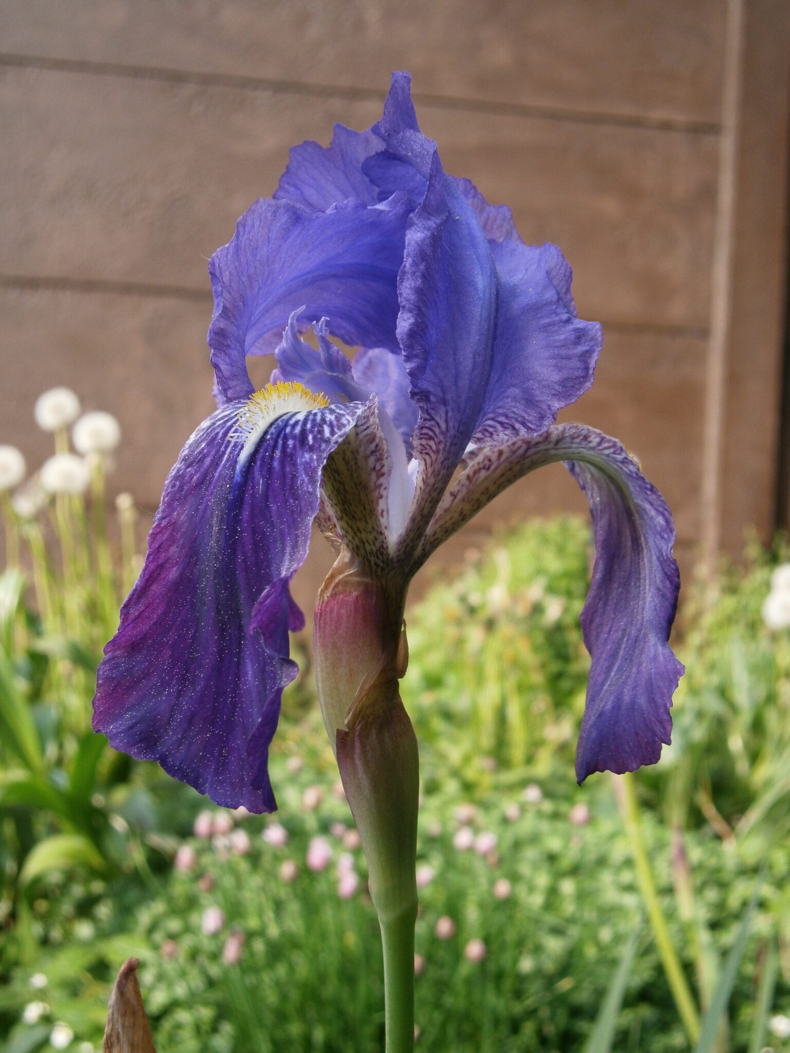 30 Flores azuis naturais com nomes e fotos 2026