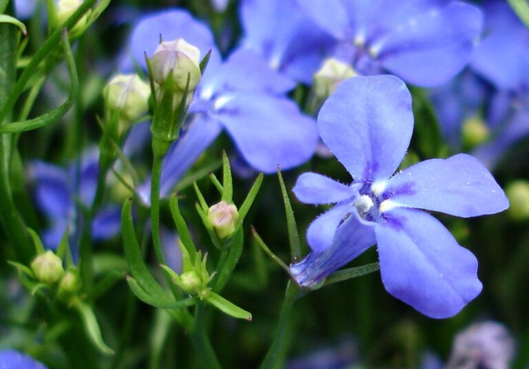 30 Flores azuis naturais com nomes e fotos 2026