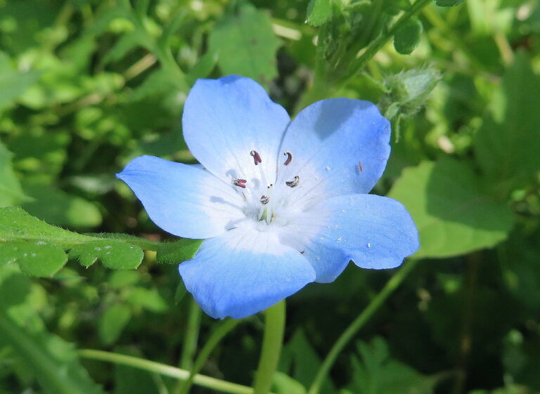 30 Flores azuis naturais com nomes e fotos 2026