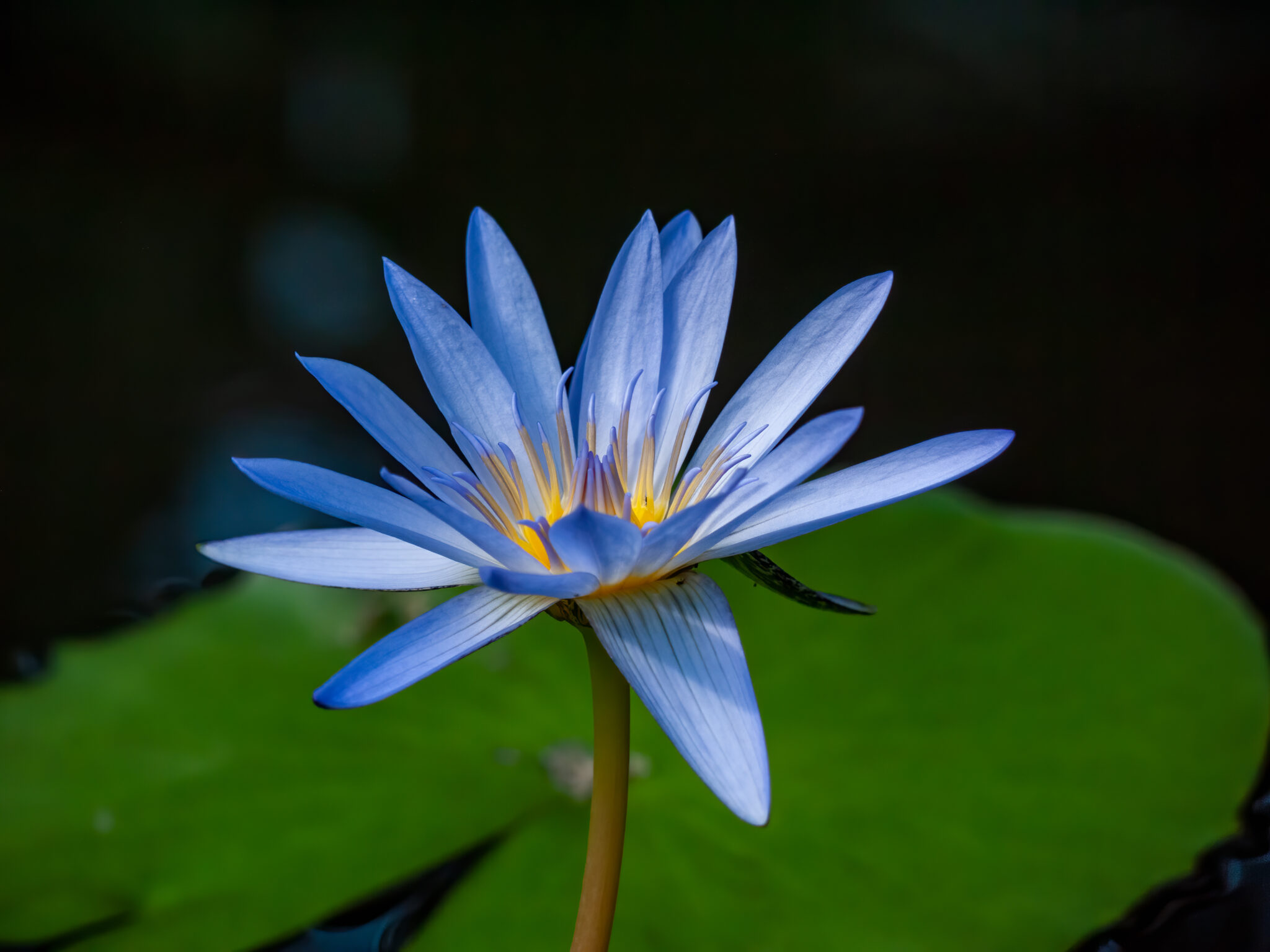 30 Flores azuis naturais com nomes e fotos 2026