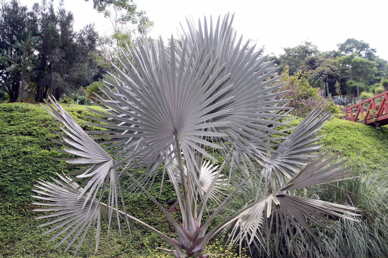 Palmeira 🌴 Saiba tudo, tipos, espécies e como cultivar 2026