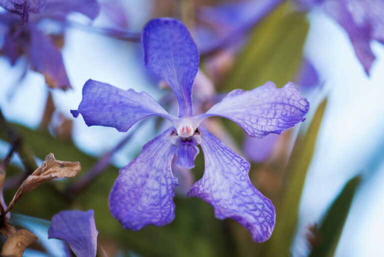 30 Flores azuis naturais com nomes e fotos 2026