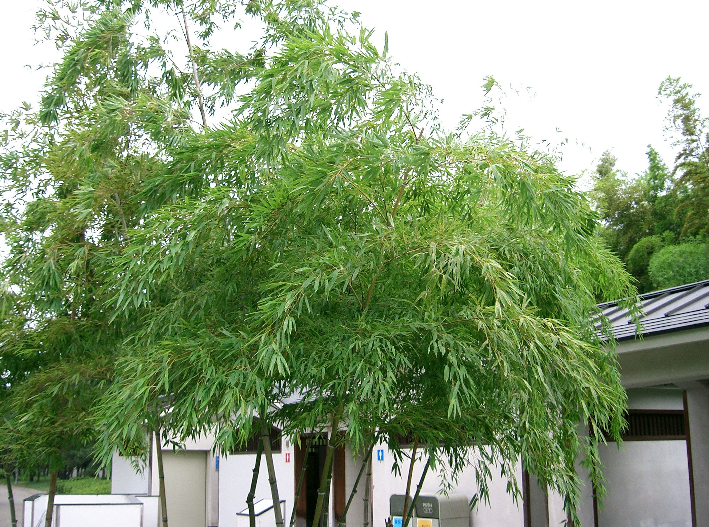 Bambu Mossô: características, cuidados e cultivo 2026