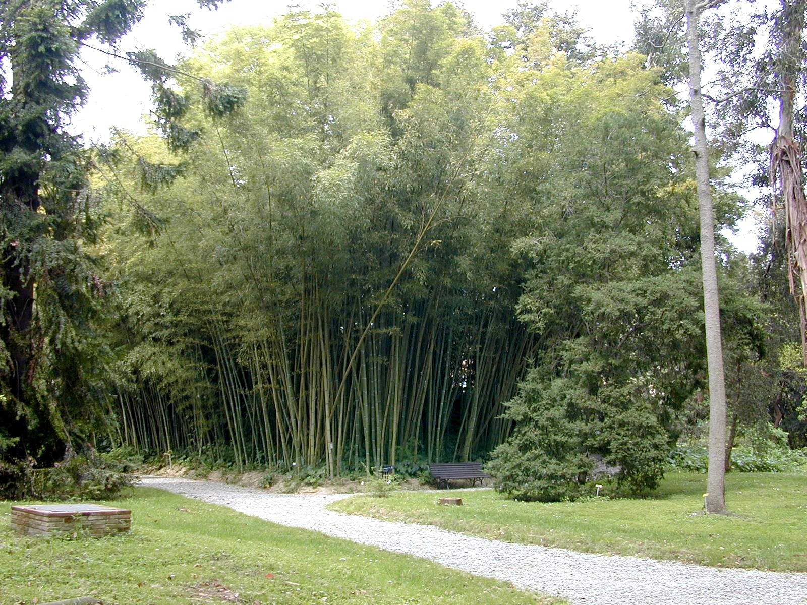 Bambu Mossô: características, cuidados e cultivo 2026